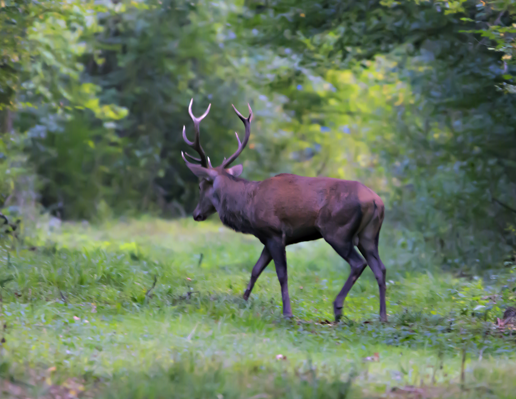 Hunters’ role in Turtle Dove conservation highlighted in new scientific ...